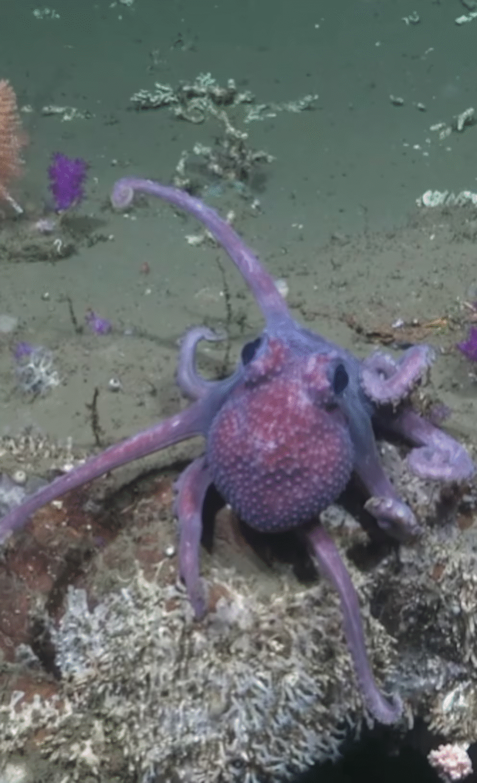 Un pulpo cubierto de verrugas sorprende a científicos en aguas ...